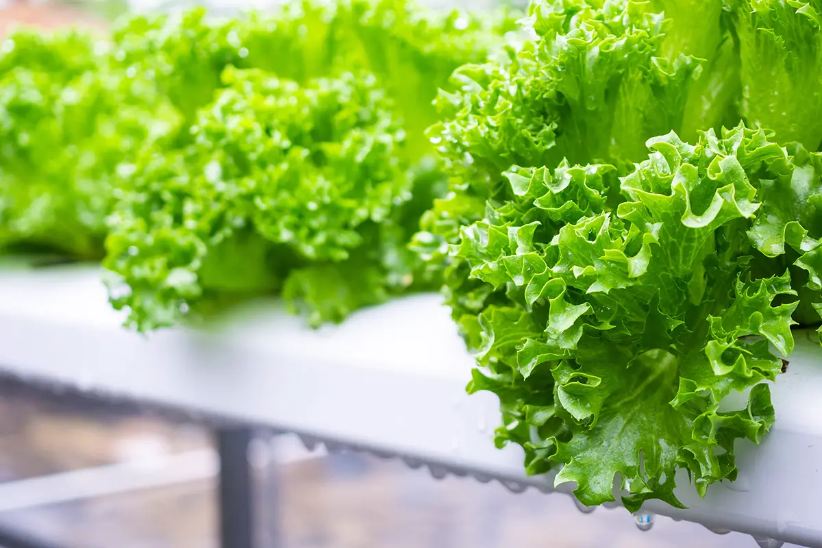 2 Easy Ways to Freeze Lettuce (What You Need to Know) - Easy Freezing